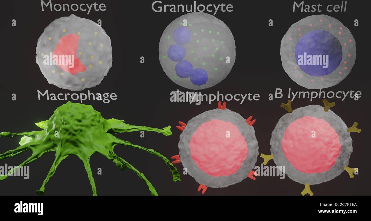 immune cells or leukocytes in 3d illustration Stock Photo - Alamy