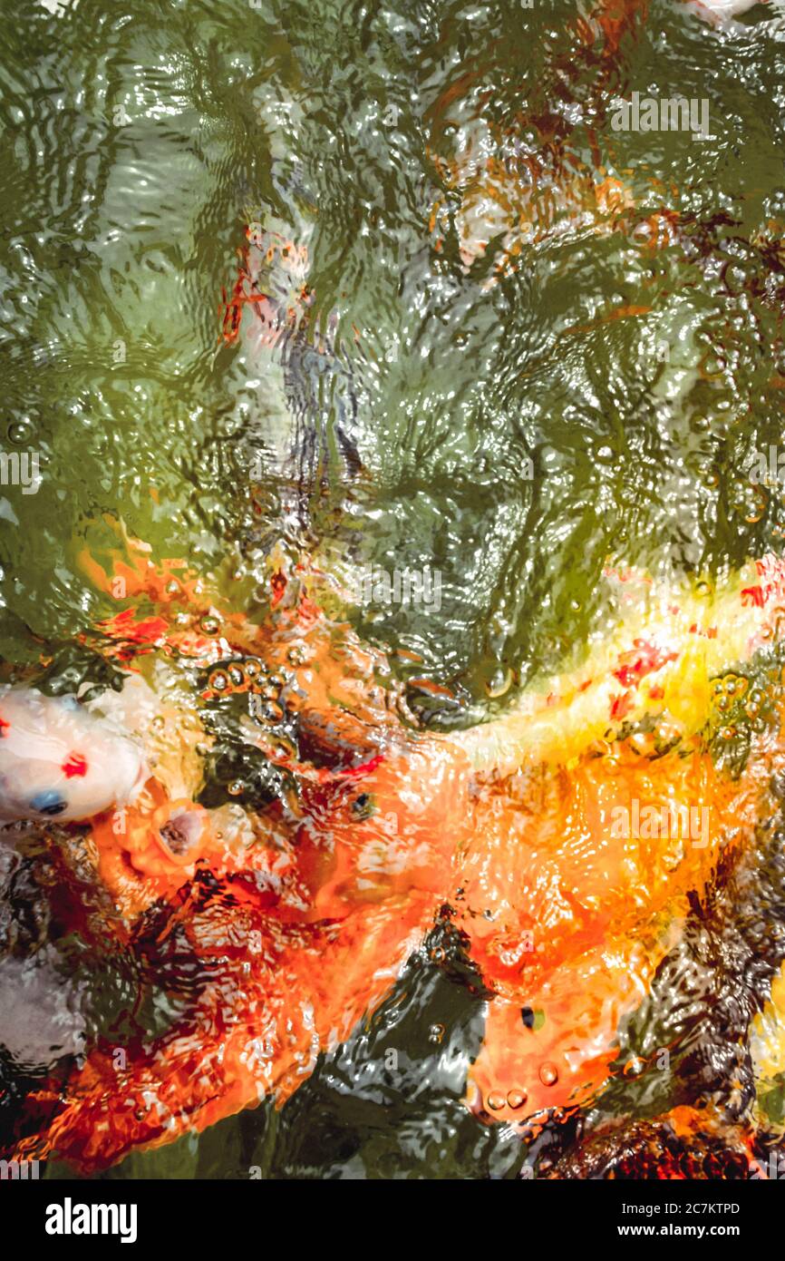 Goldfish swim in the clear pool Stock Photo - Alamy