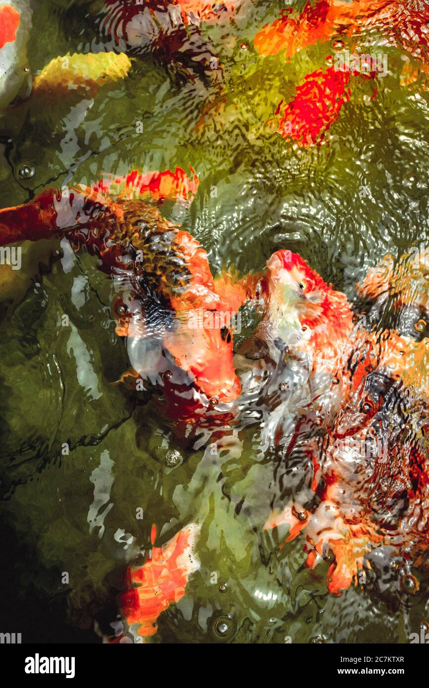Goldfish swim in the clear pool Stock Photo - Alamy