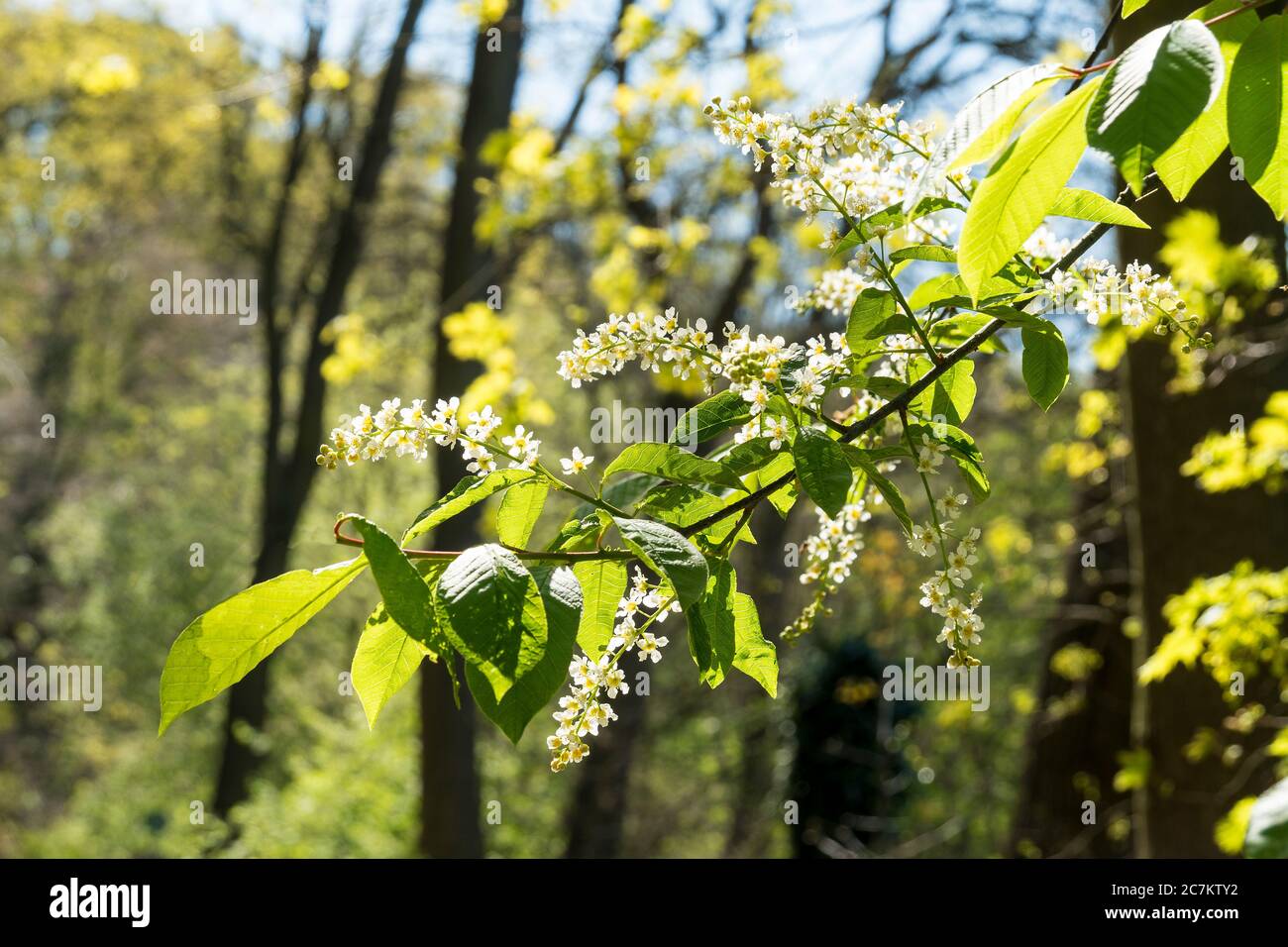 Berlin, Wannsee, Uferweg, Virginia cherry, Prunus padus Stock Photo - Alamy