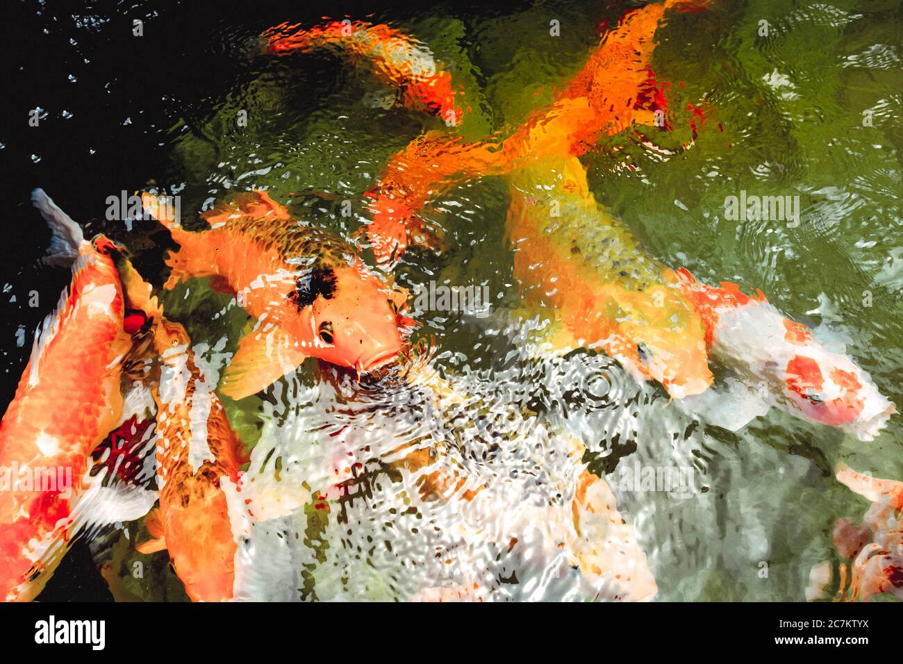 Goldfish swim in the clear pool Stock Photo - Alamy