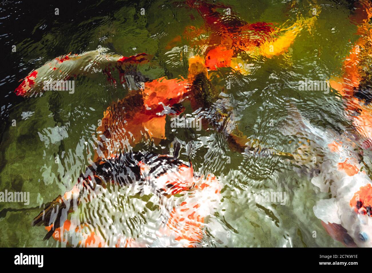 Goldfish swim in the clear pool Stock Photo - Alamy