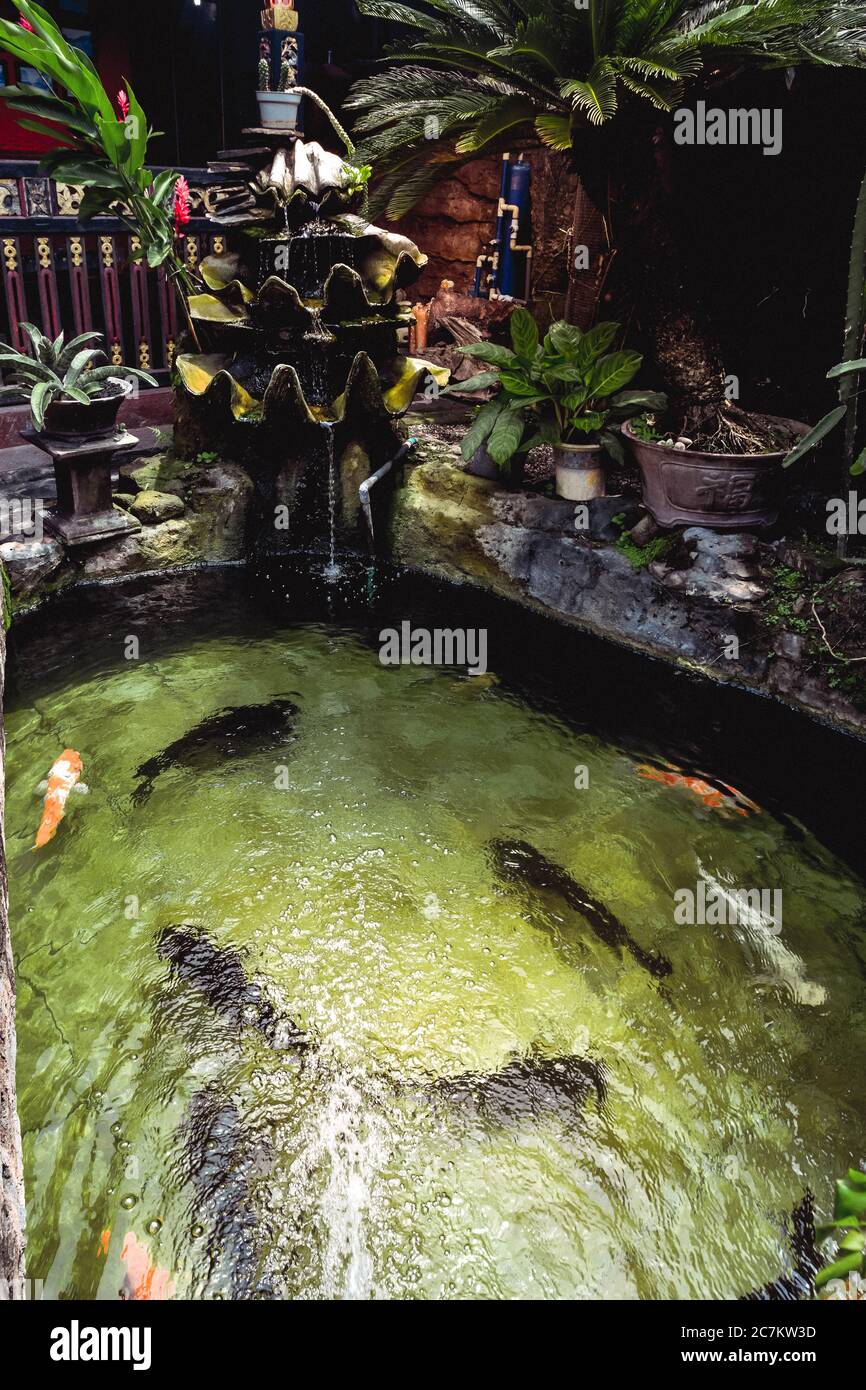 Goldfish swim in the clear pool Stock Photo - Alamy