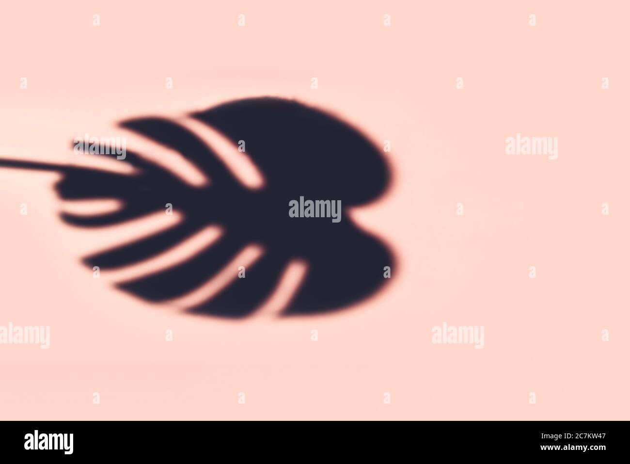 Monstera leaf shadow Stock Photo - Alamy