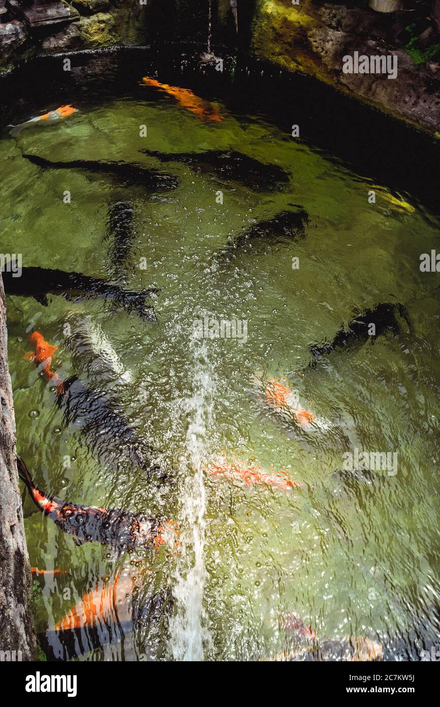 Goldfish swim in the clear pool Stock Photo - Alamy