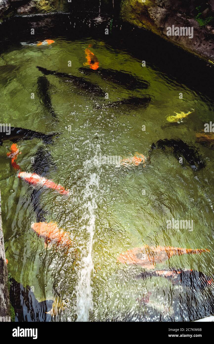 Goldfish swim in the clear pool Stock Photo - Alamy