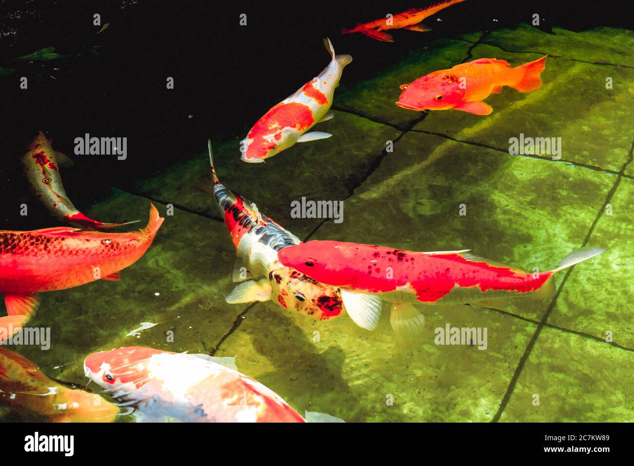 Goldfish swim in the clear pool Stock Photo - Alamy