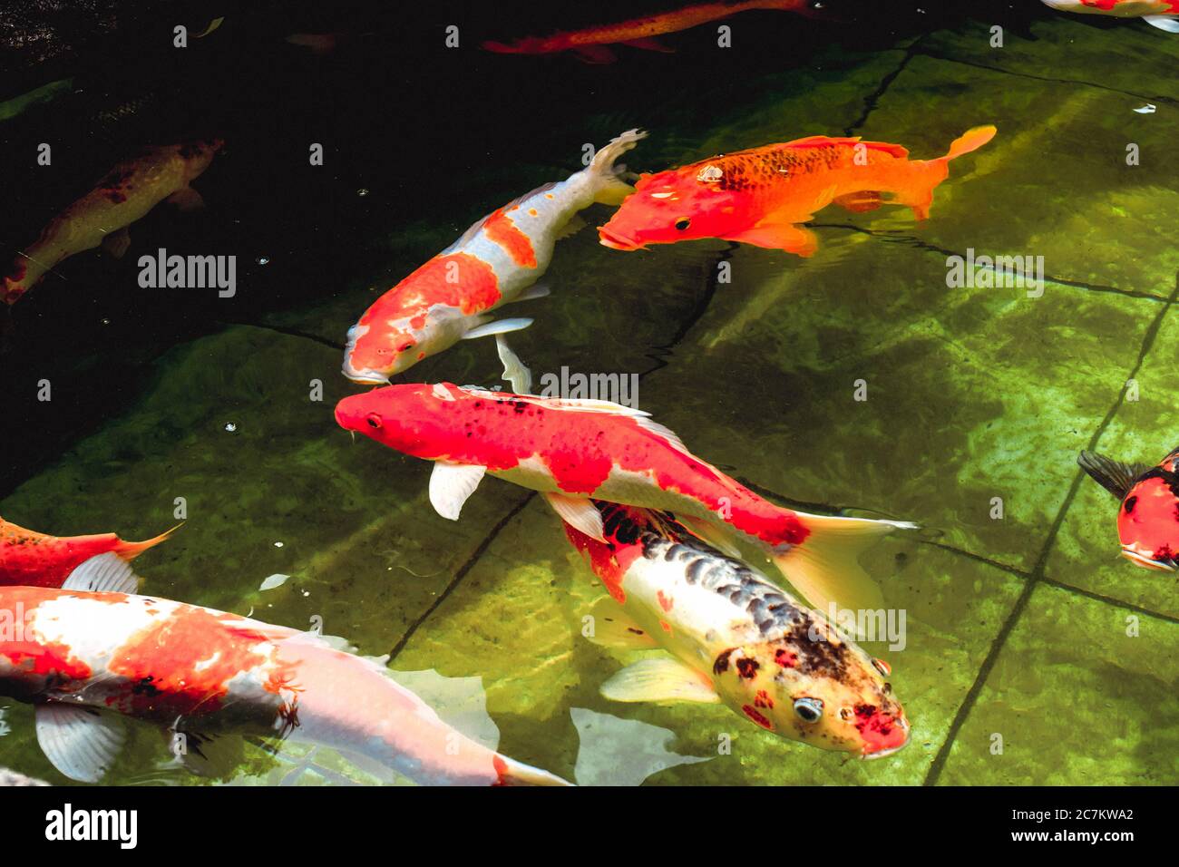 Goldfish swim in the clear pool Stock Photo - Alamy
