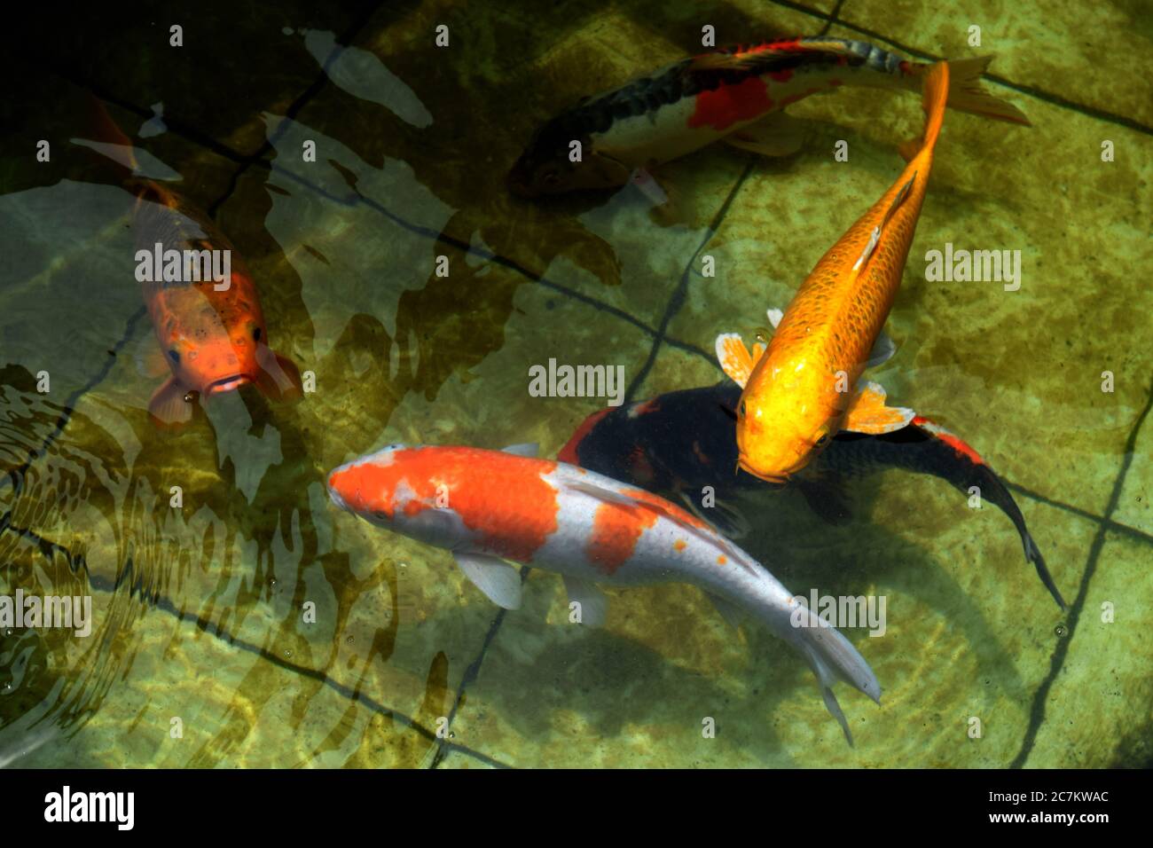 Goldfish swim in the clear pool Stock Photo - Alamy