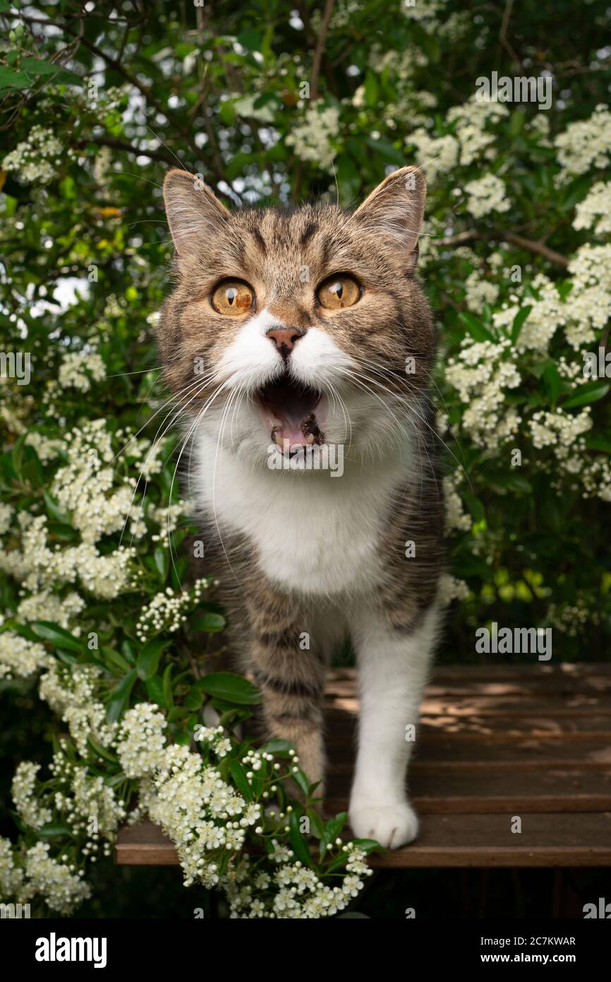 Cat mouth open hi-res stock photography and images - Alamy