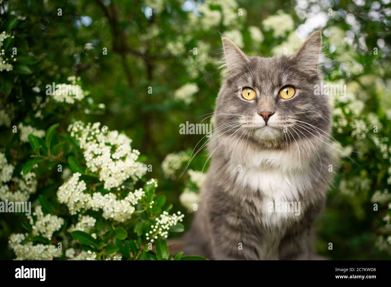 blue tabby cat under a blossoming tree outdoors in the nature in ...
