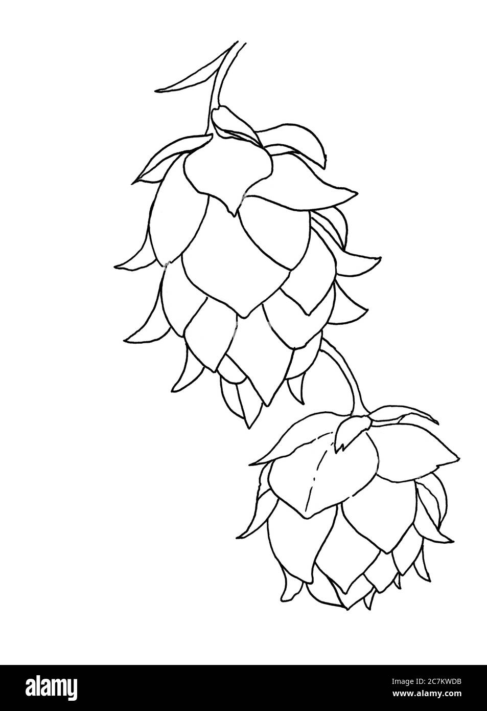 Hop line ink isolated on white background Stock Photo - Alamy