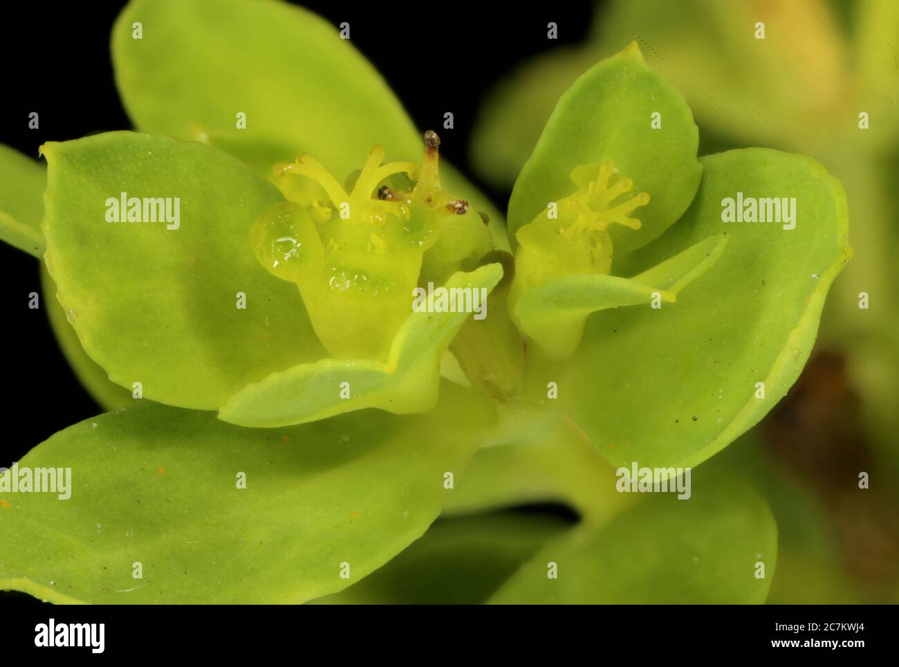 Cyathium inflorescence hi-res stock photography and images - Alamy