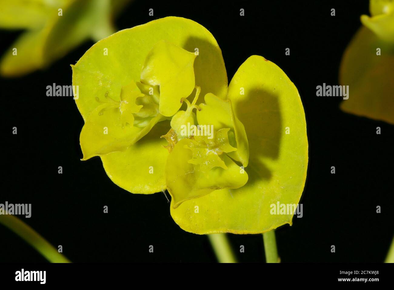 Cyathium inflorescence hi-res stock photography and images - Alamy