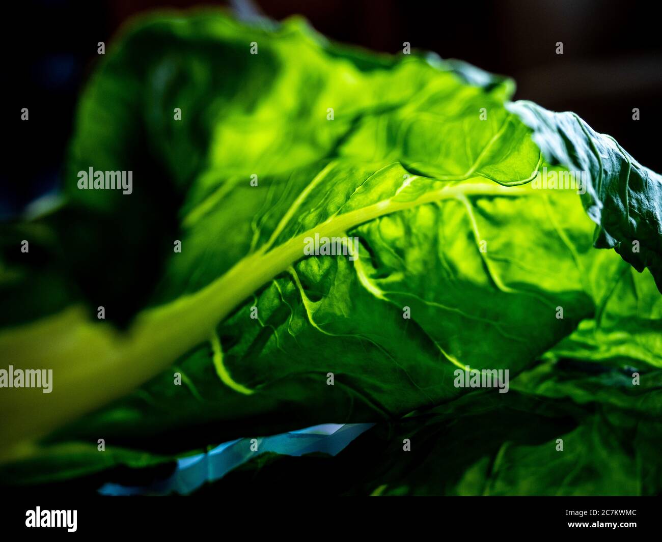 Chard leaf.Chard leaf. Edible vegetable with green leaf and white ...