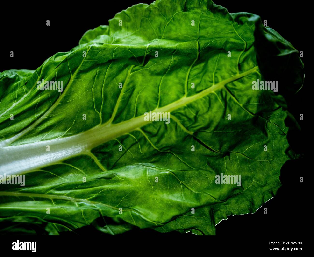 Chard leaf.Chard leaf. Edible vegetable with green leaf and white ...