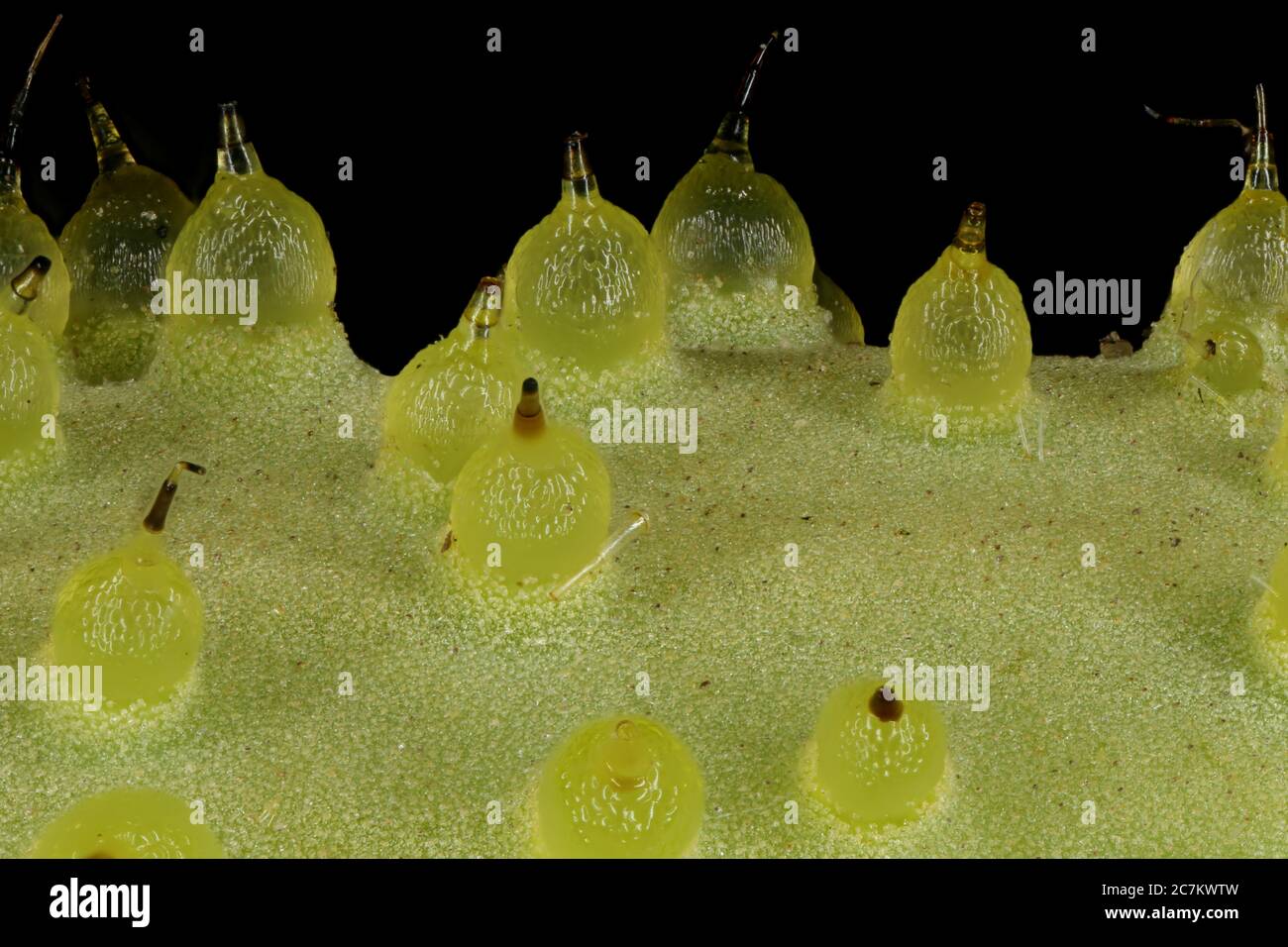 Botanical Illustration Of Cucumber High Resolution Stock Photography ...