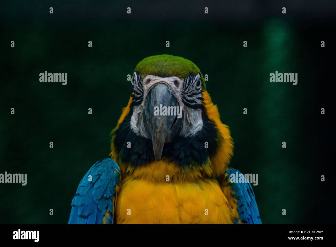 Parrots, also known as psittacines, are birds of the roughly 393 ...