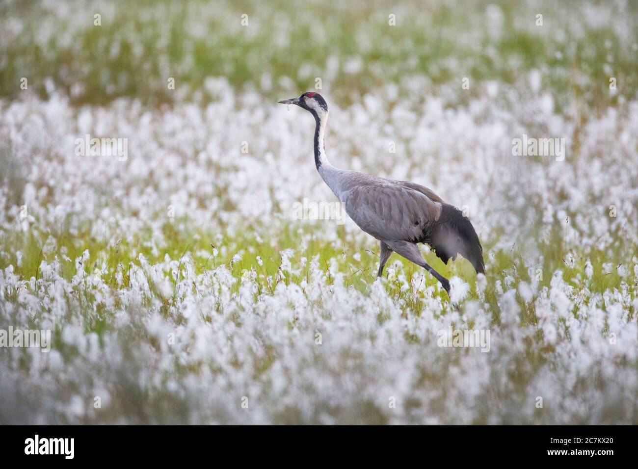 Crane landscape hi-res stock photography and images - Alamy