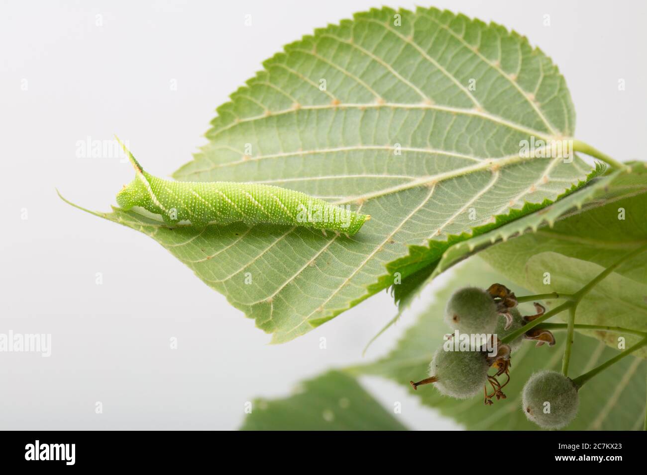 A Lime hawk moth caterpillar, Mimas tiliae, resting on its food plant ...