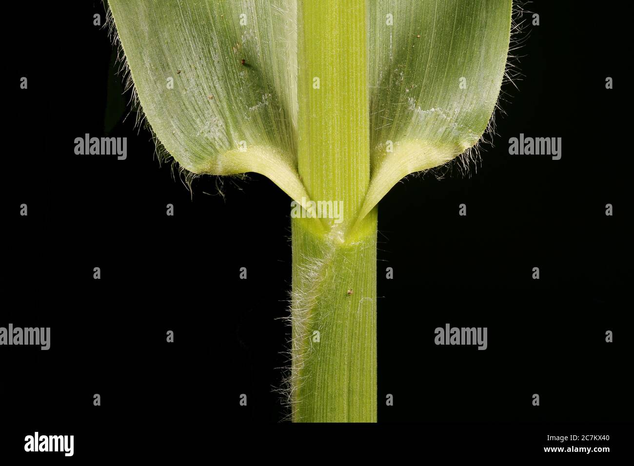 Poaceae illustration hi-res stock photography and images - Alamy