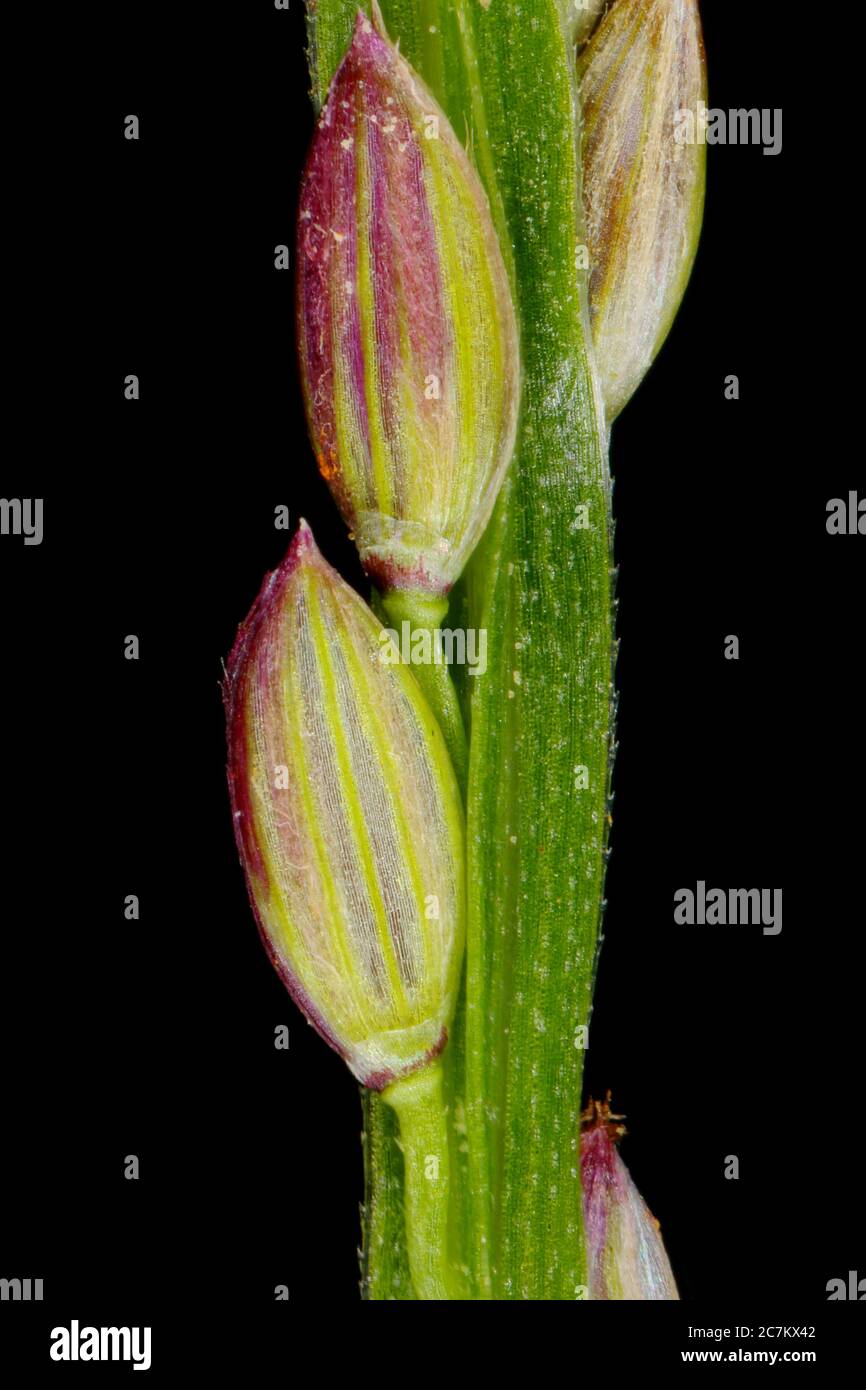 Ischaemum High Resolution Stock Photography and Images - Alamy