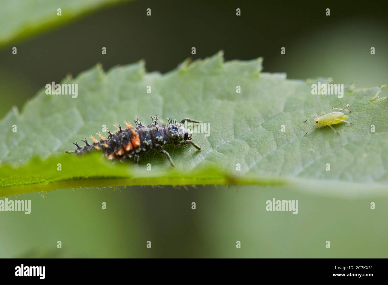 Asian lady beetles hi-res stock photography and images - Alamy