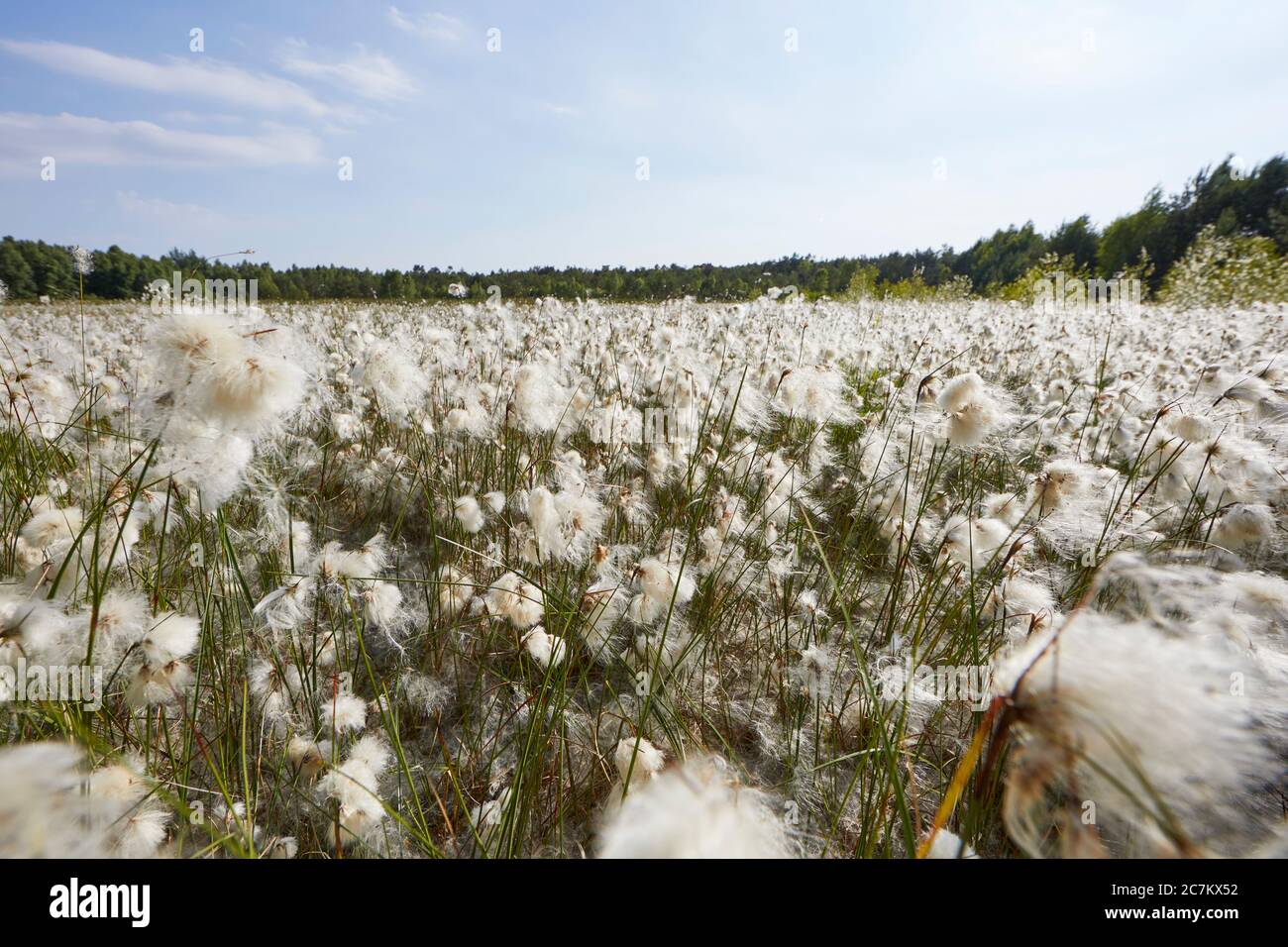 Cotton grass blossom hi-res stock photography and images - Alamy
