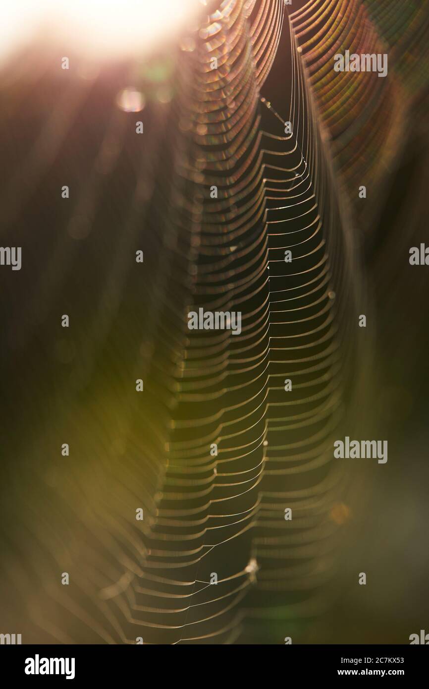 Spider web, back light, detail Stock Photo - Alamy