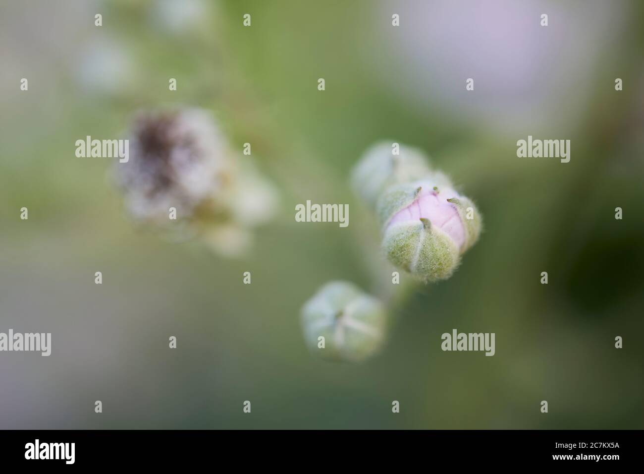 Blackberry, bud, tender Stock Photo - Alamy