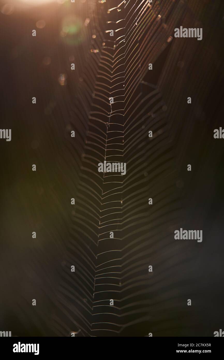 Spider web, back light, detail Stock Photo - Alamy