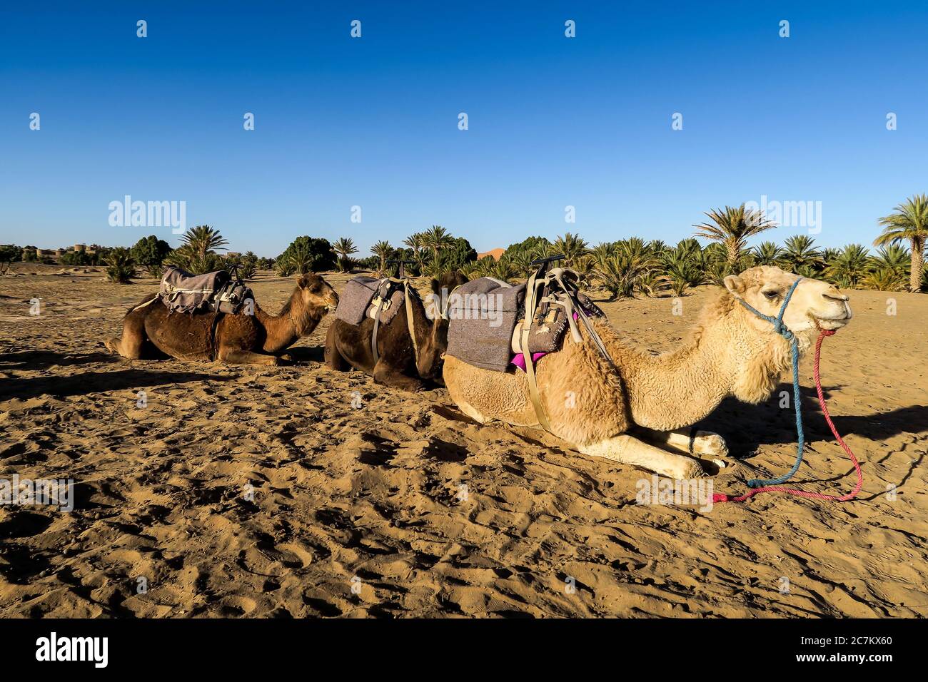 camel in desert, beautiful photo digital picture Stock Photo - Alamy
