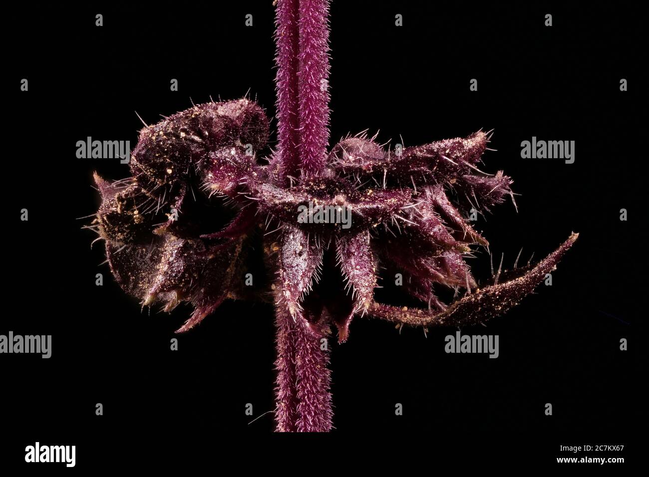 Verticillaster hi-res stock photography and images - Alamy