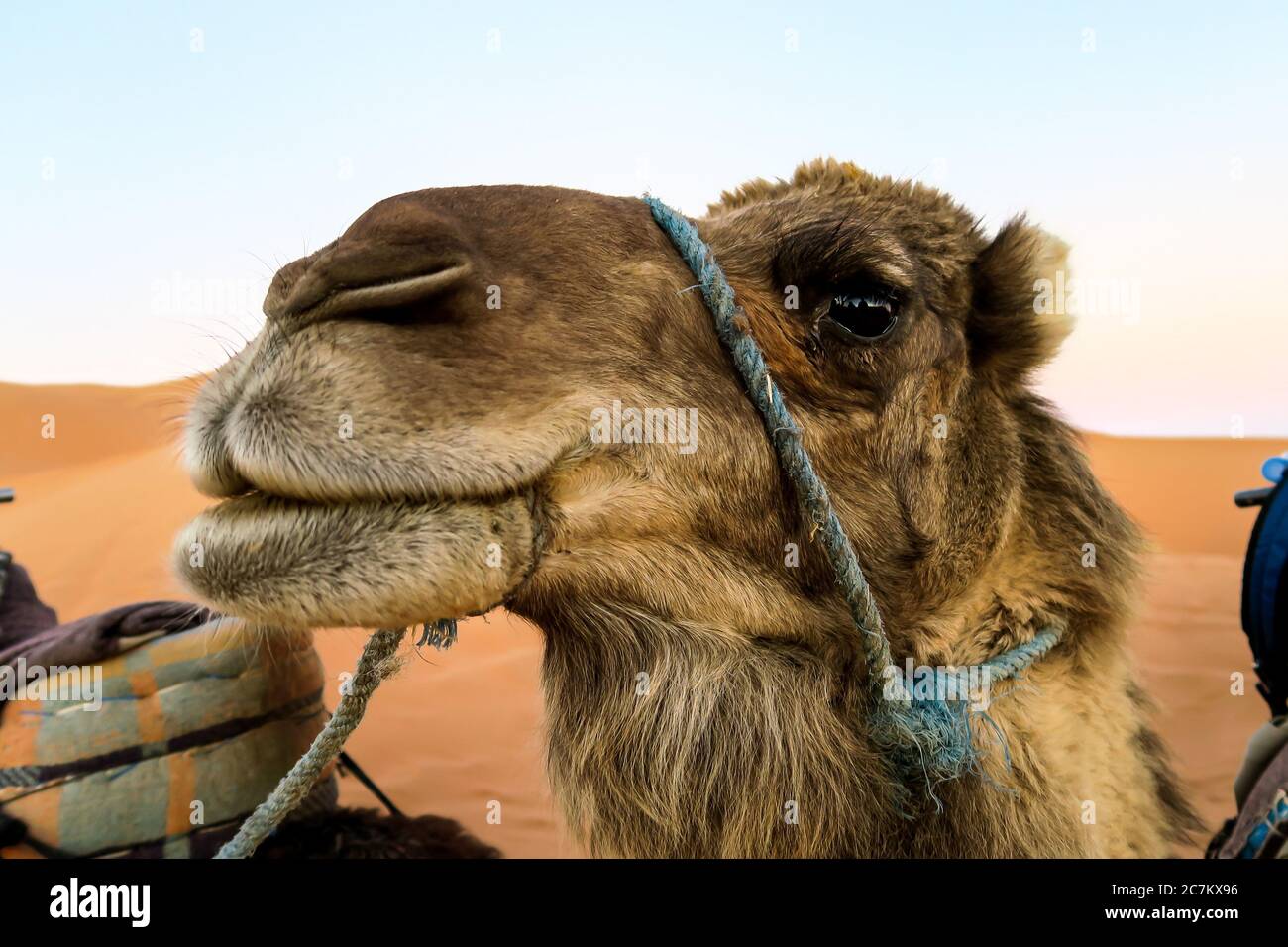 camel in desert, beautiful photo digital picture Stock Photo - Alamy