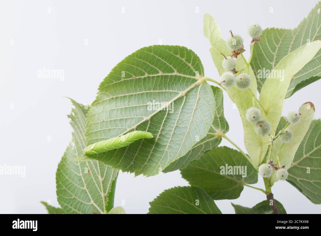A Lime hawk moth caterpillar, Mimas tiliae, resting on its food plant ...