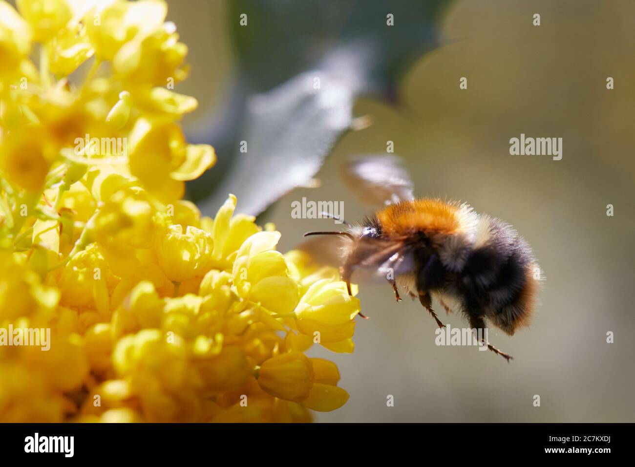 Bumblebee float hi-res stock photography and images - Alamy