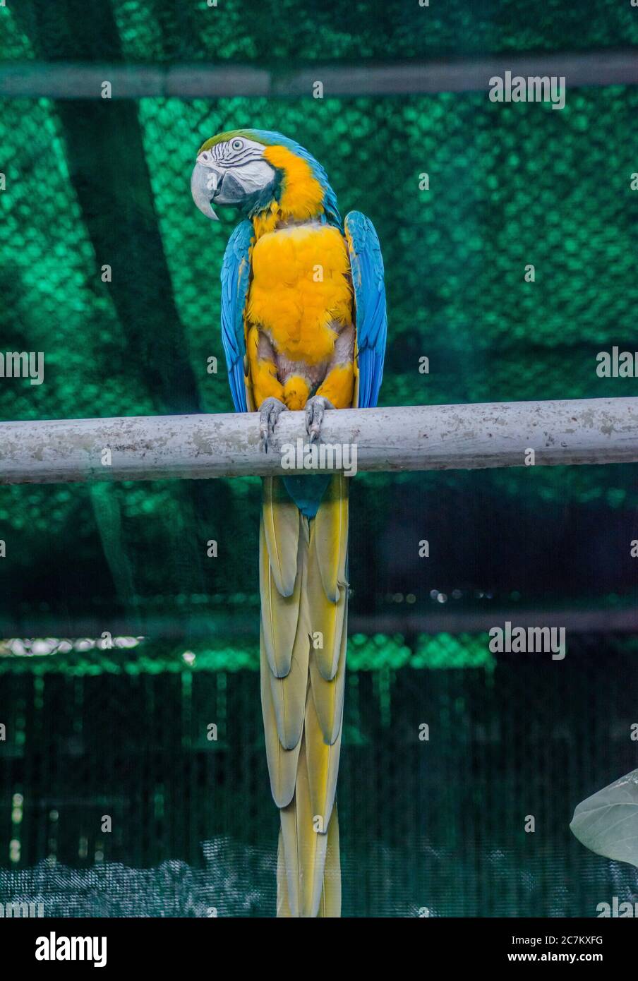 Parrots, also known as psittacines, are birds of the roughly 393 ...