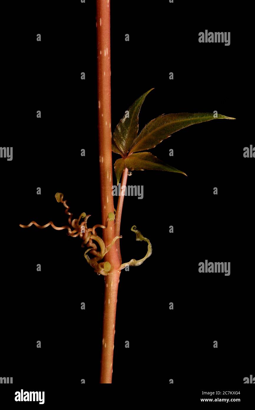 Virginia creeper botanical illustration hi-res stock photography and ...