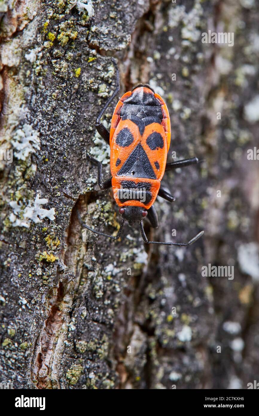 Fire bug, Pyrrhocorida Stock Photo - Alamy