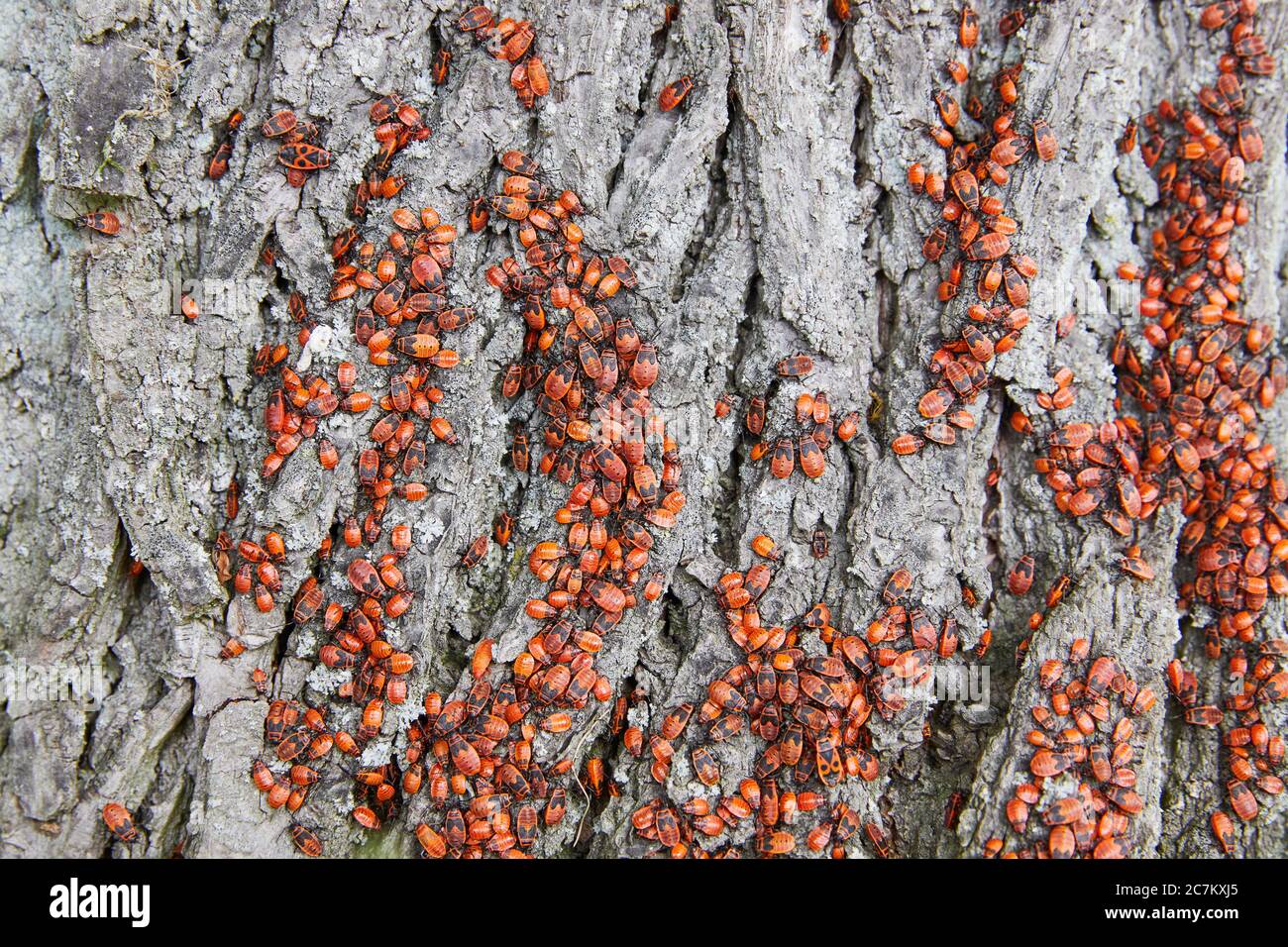 Fire beetles larva hi-res stock photography and images - Alamy