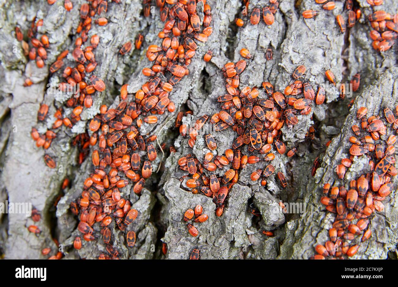 Fire bug, pyrrhocorida, nymphs Stock Photo - Alamy