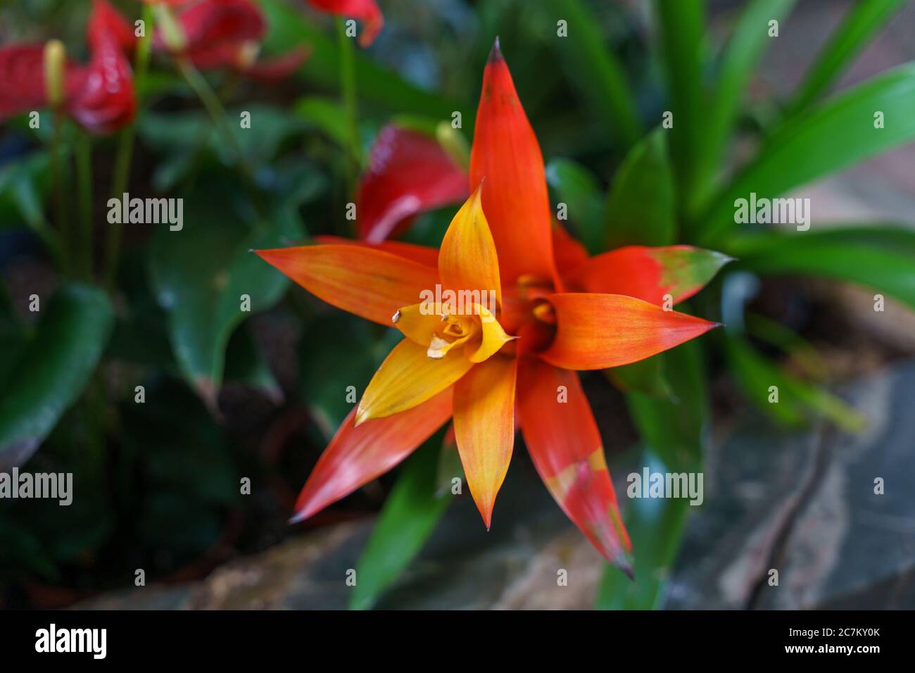 Bromelia hi-res stock photography and images - Alamy