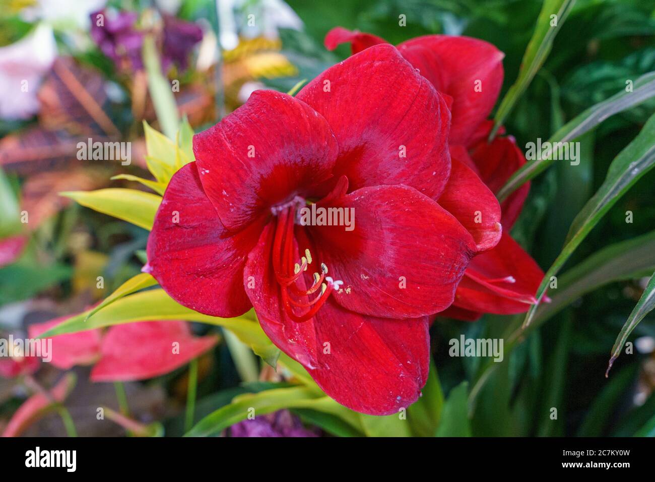 Beautiful red lily flower hi-res stock photography and images - Alamy