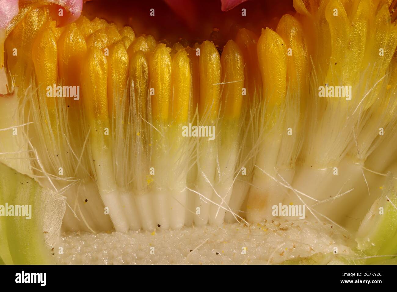 Flower cross section illustration hi-res stock photography and images ...