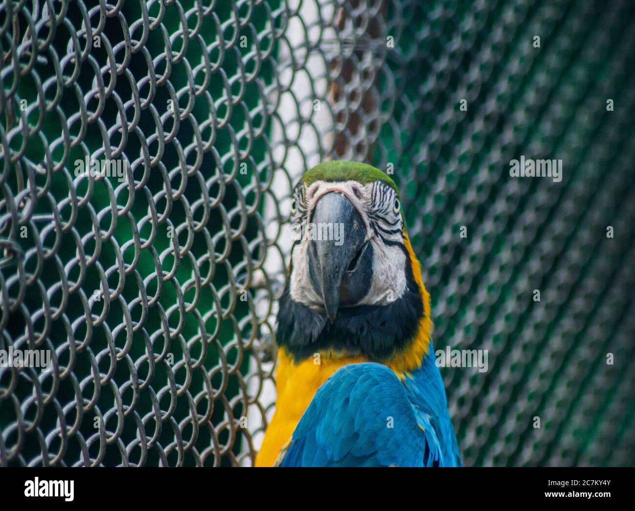 Parrots, also known as psittacines, are birds of the roughly 393 ...