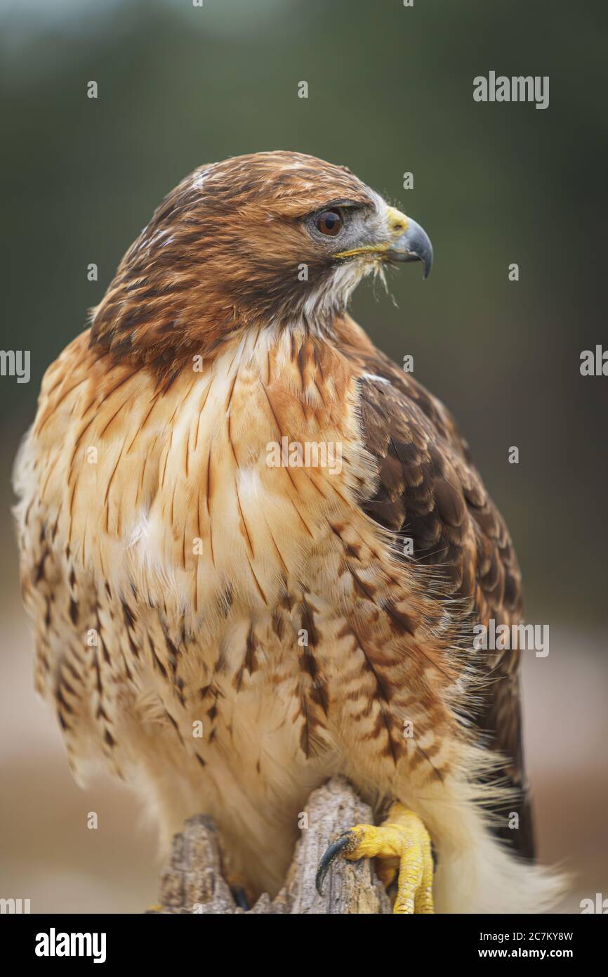 Claws bird close up hi-res stock photography and images - Alamy
