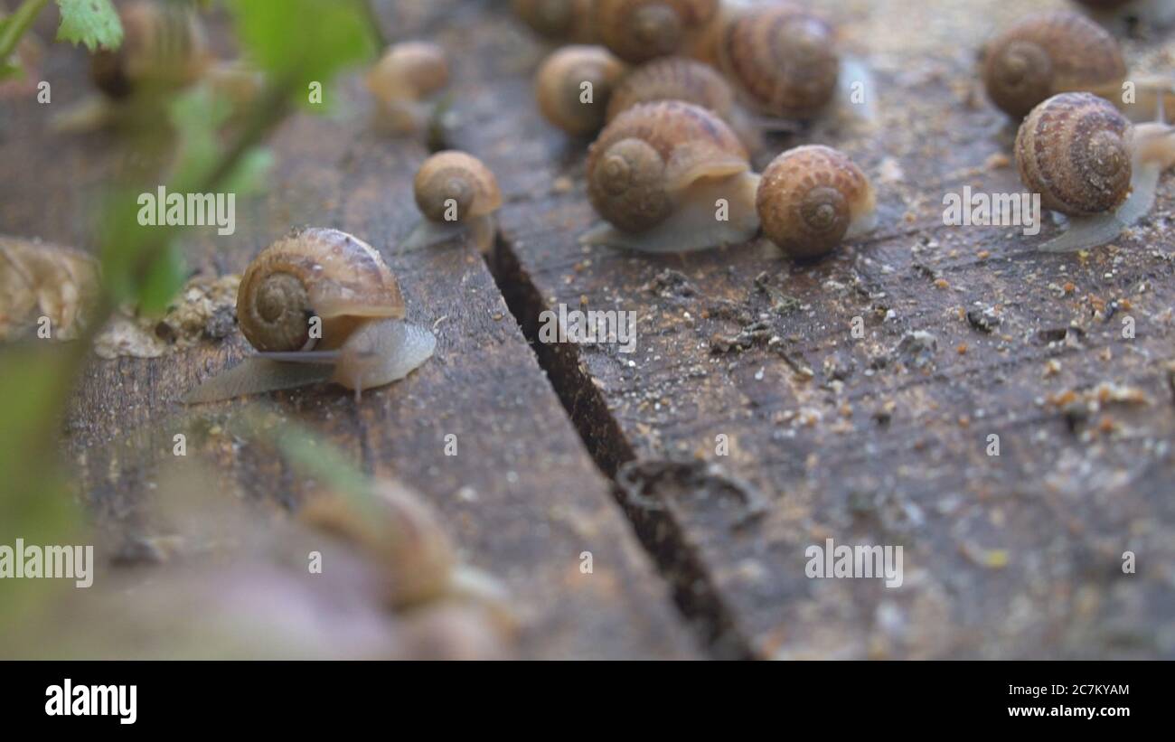 Snail shell between fresh sprout leafs. Mollusk snails with brown Stock ...