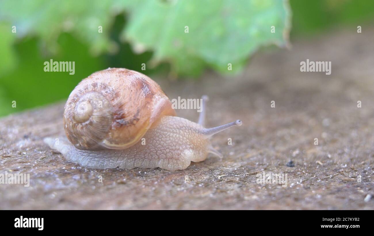 Snail shell between fresh sprout leafs. Mollusk snails with brown Stock ...