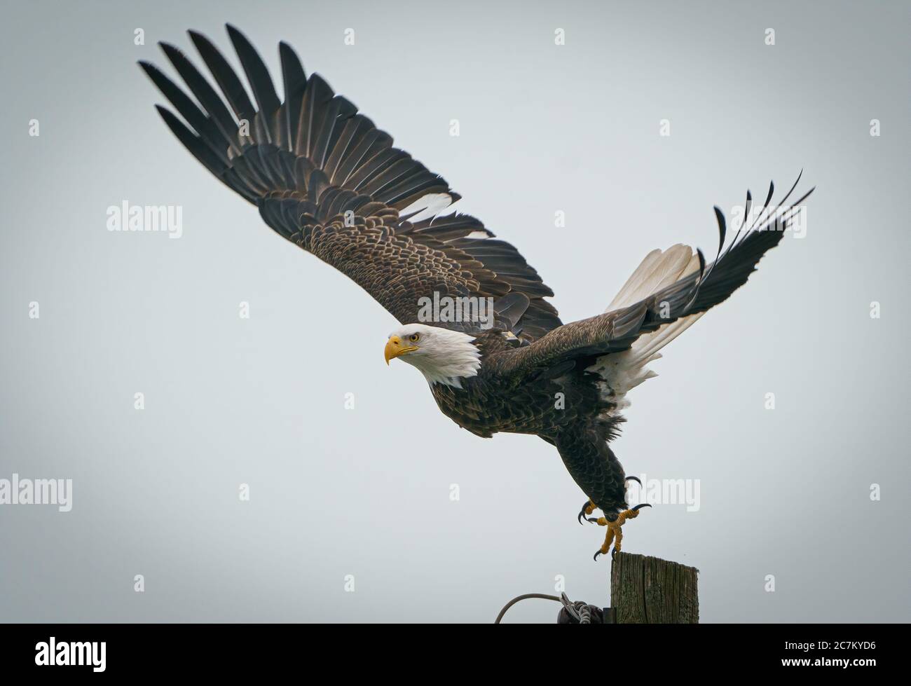 Majestic Bald Eagle Swooping Down