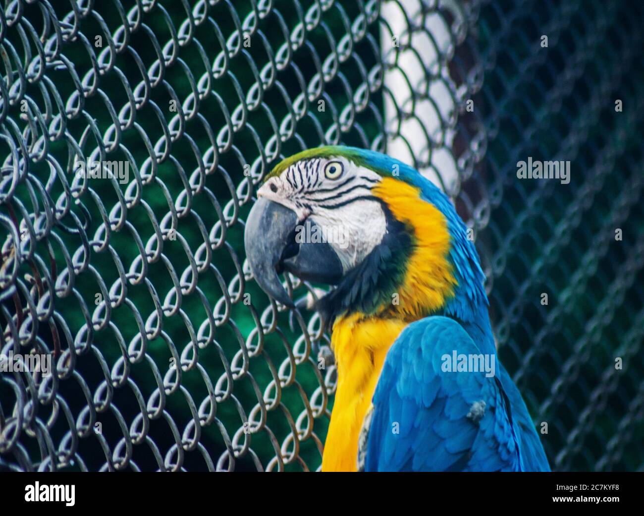 Parrots, also known as psittacines, are birds of the roughly 393 ...